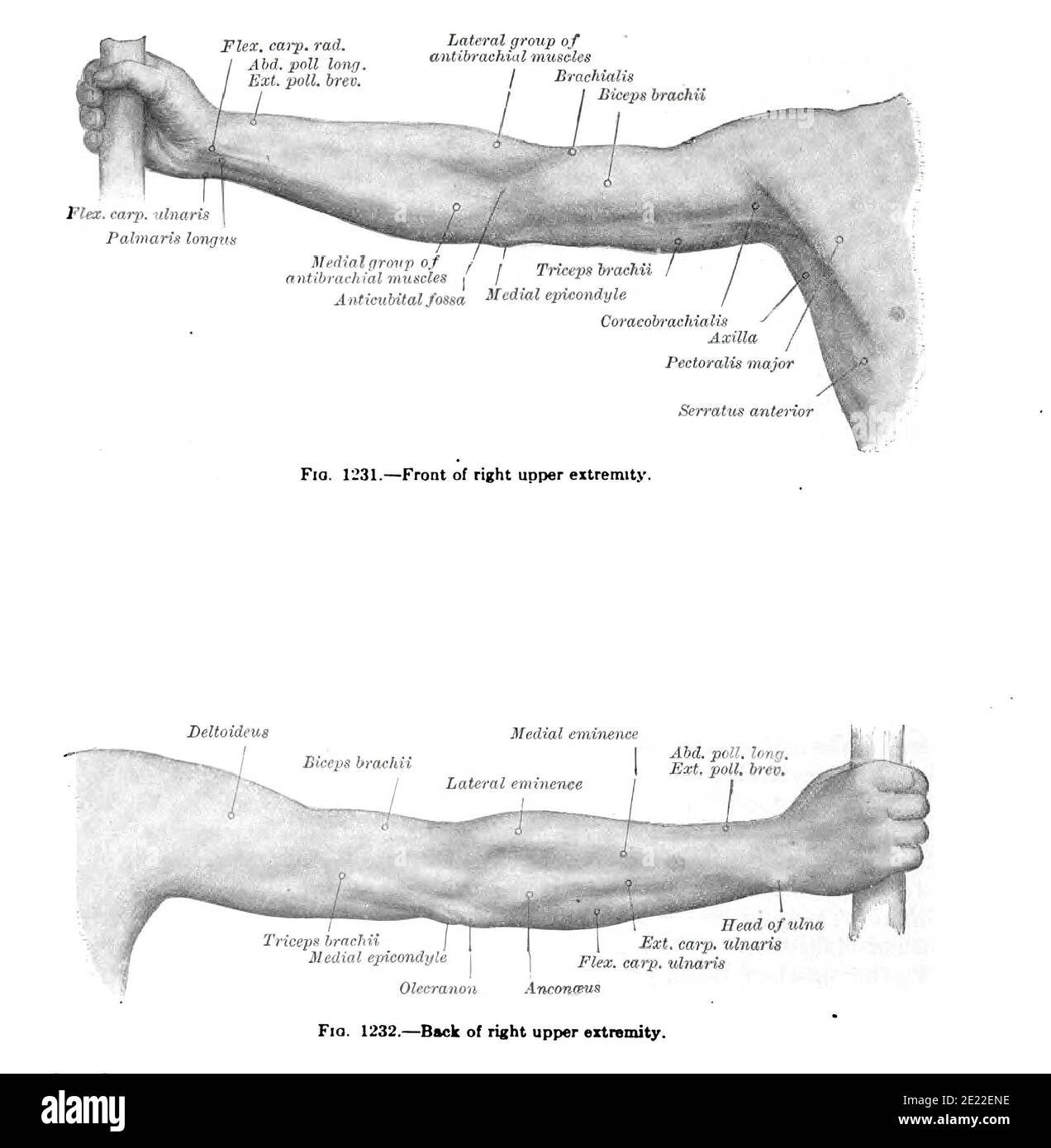 Upper Extremity Labeled Human Anatomy Web Site