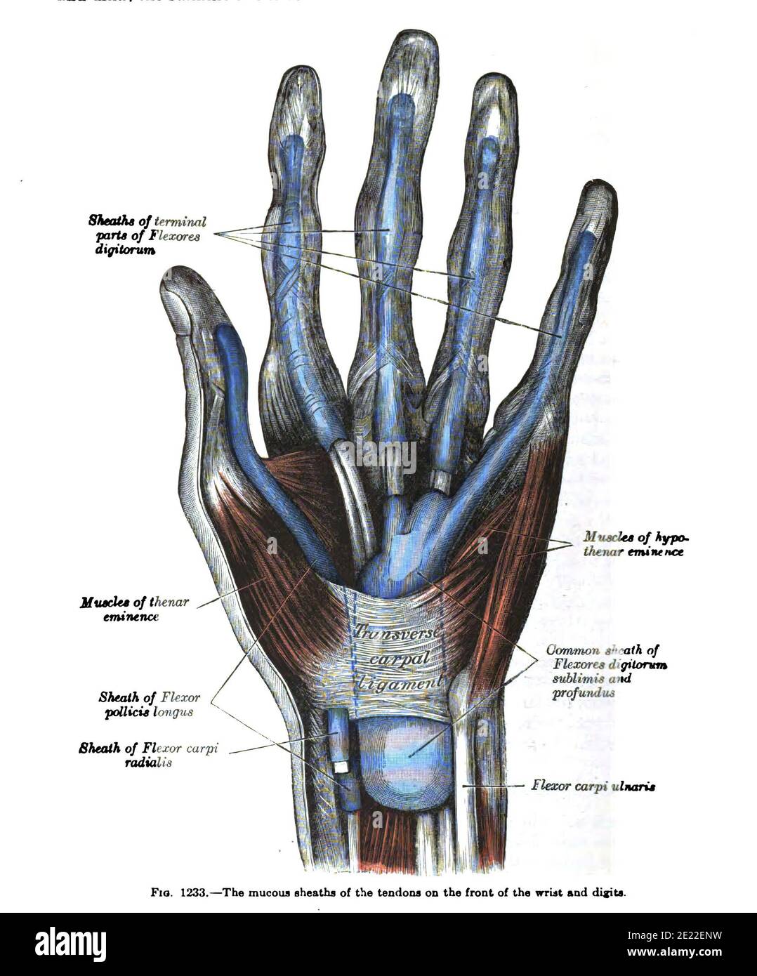 Vertical anatomy drawing and text of the front of the wrist, from the ...