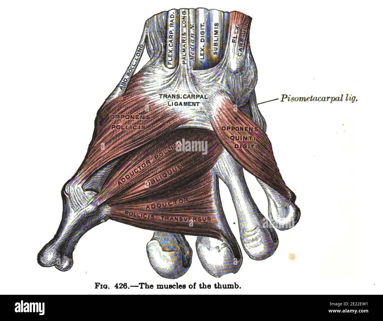 Hand anatomy historical drawings hi-res stock photography and images ...