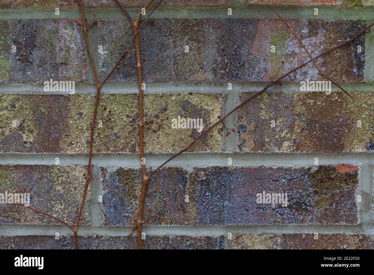 Barren garden brick wall hi-res stock photography and images - Alamy