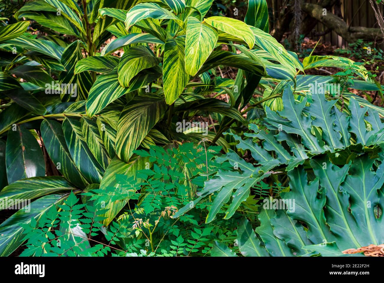 Florida Philodendron In Landscaping