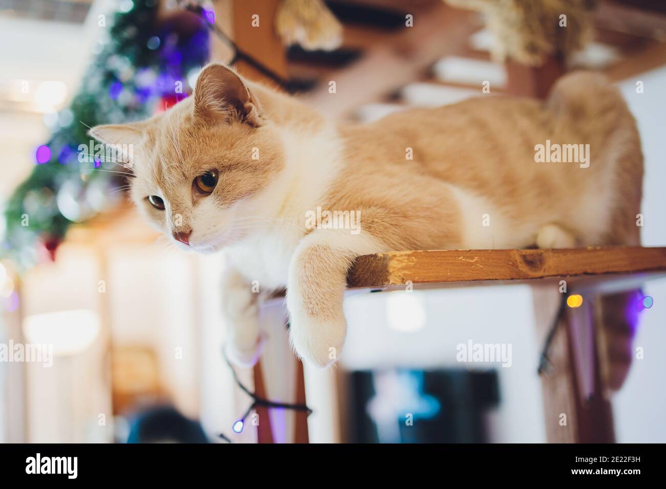 Cat dangling fluffy tail is lying on a chair and resting at home Stock ...