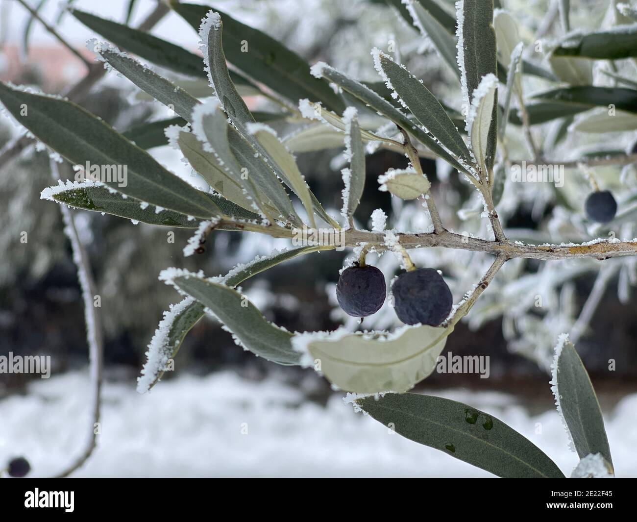 Olivo tree hi-res stock photography and images - Alamy