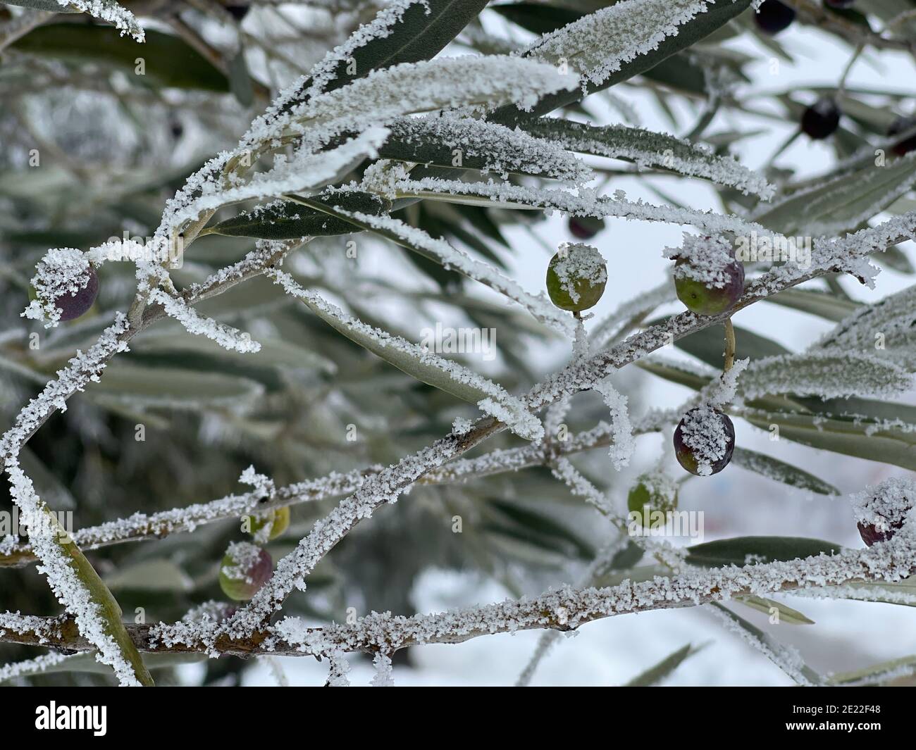 árbol congelado hi-res stock photography and images - Alamy
