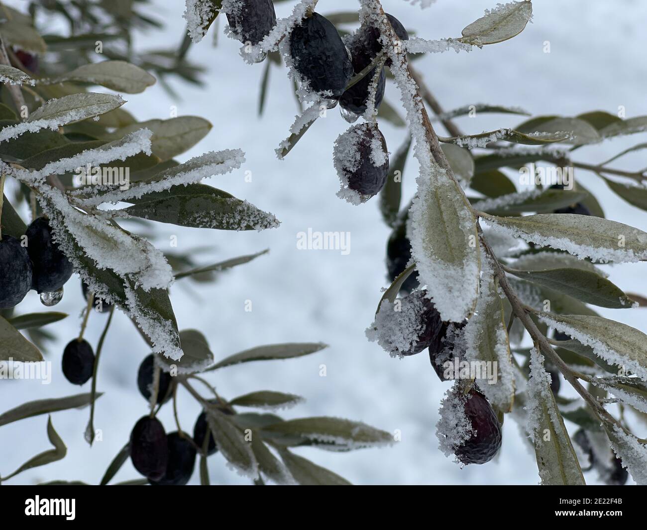 árbol congelado hi-res stock photography and images - Alamy