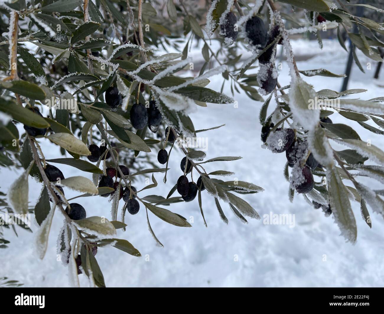 Olives frozen on the tree after the snow Stock Photo - Alamy