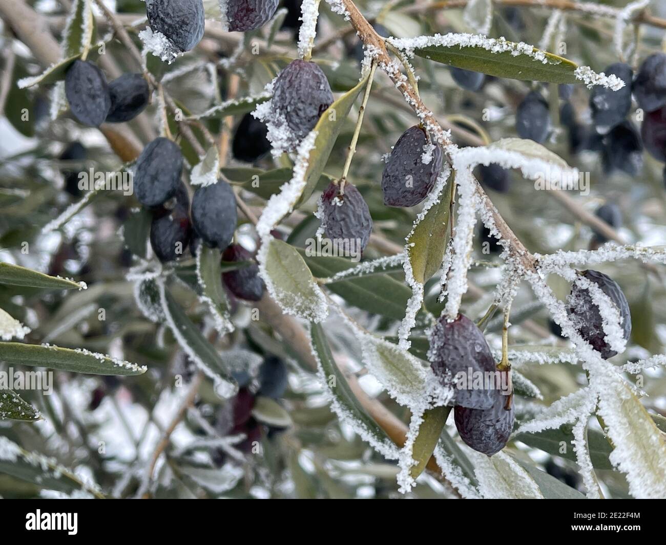 árbol congelado hi-res stock photography and images - Alamy