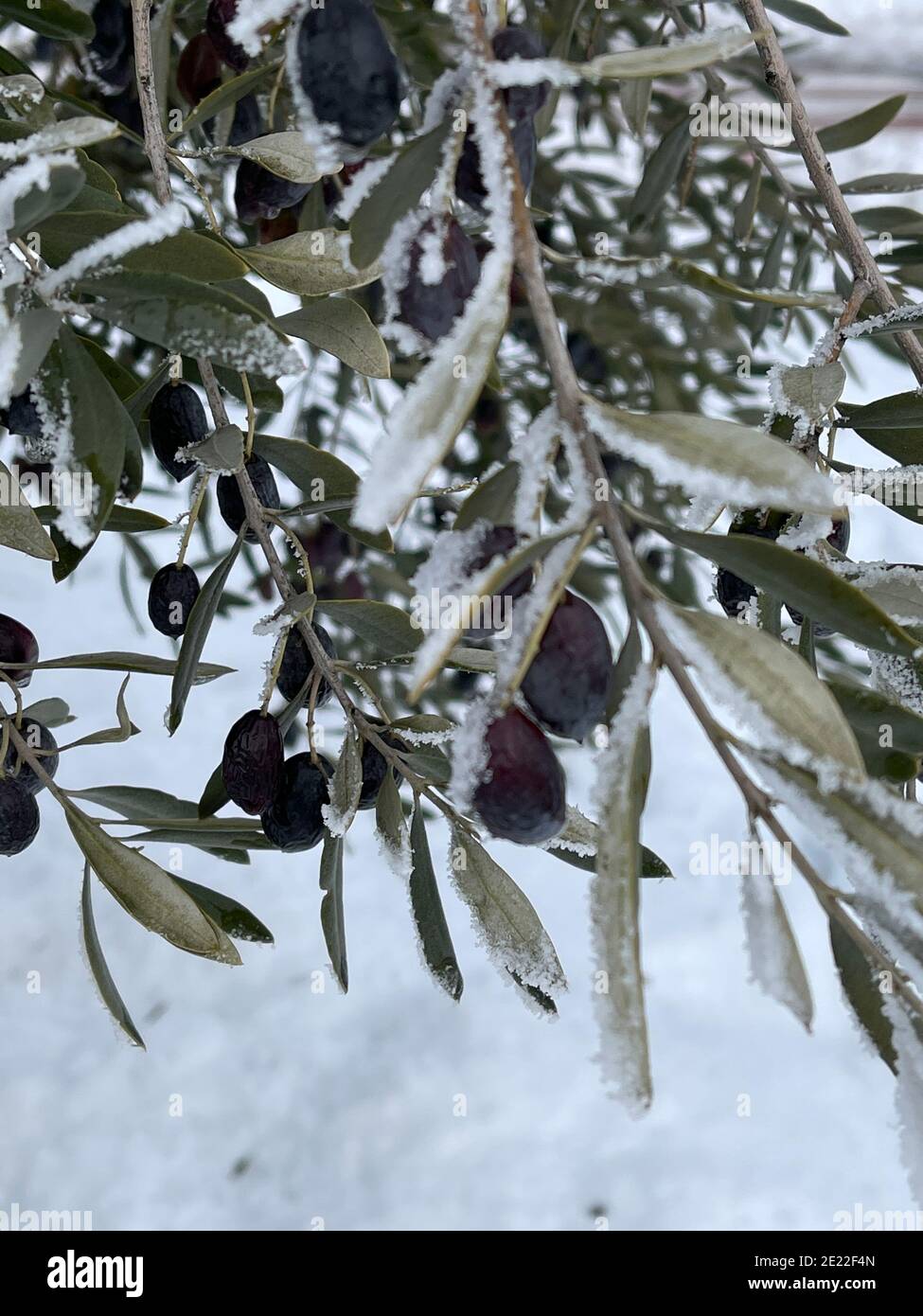 árbol congelado hi-res stock photography and images - Alamy