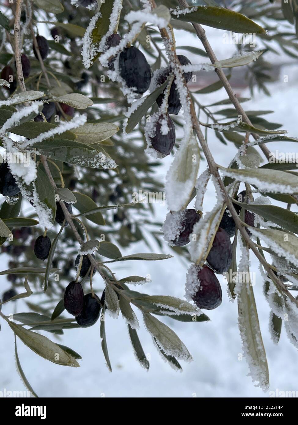 árbol congelado hi-res stock photography and images - Alamy
