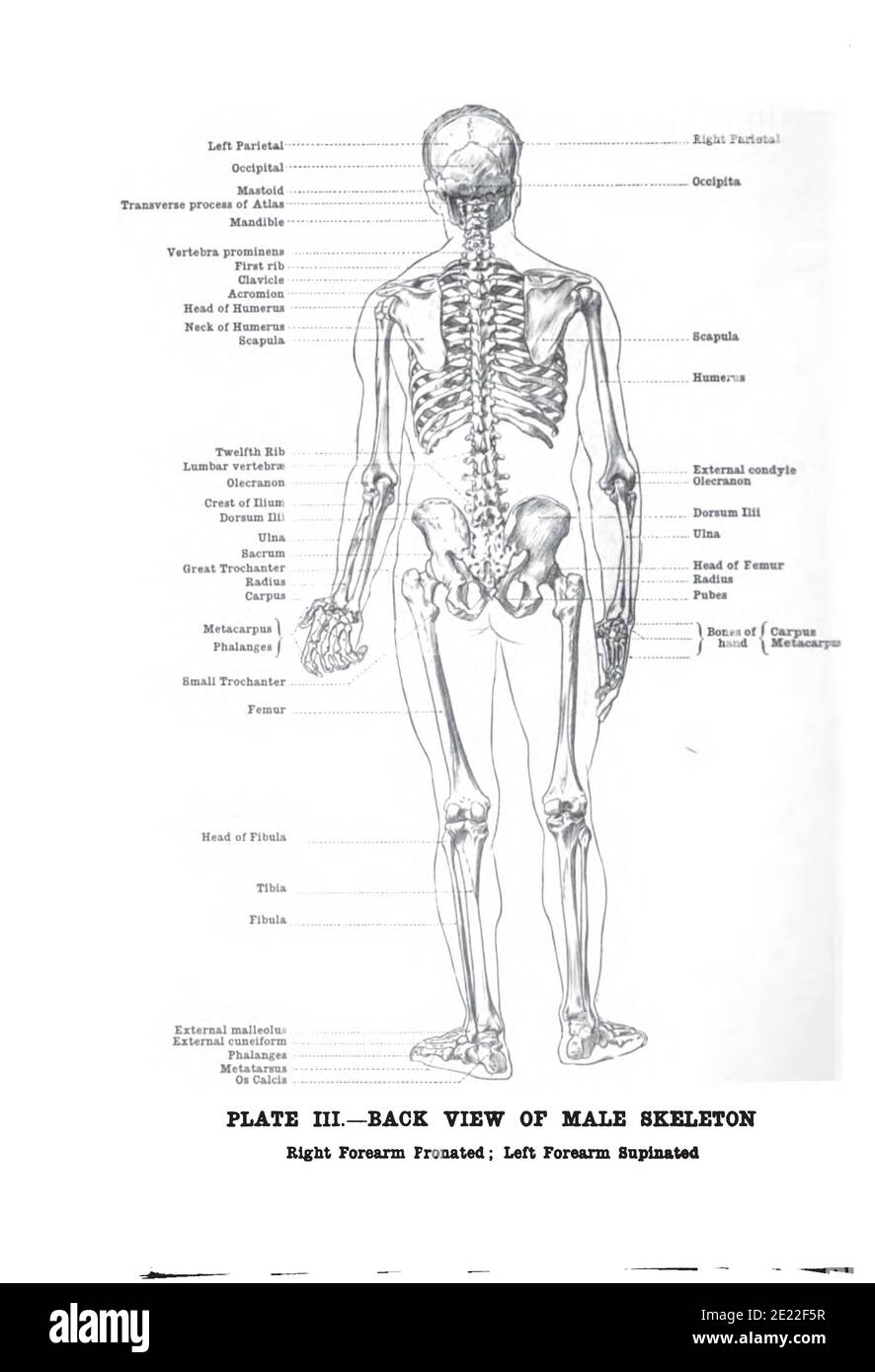 Vertical anatomy drawing and text of the bac view of a male skeleton ...