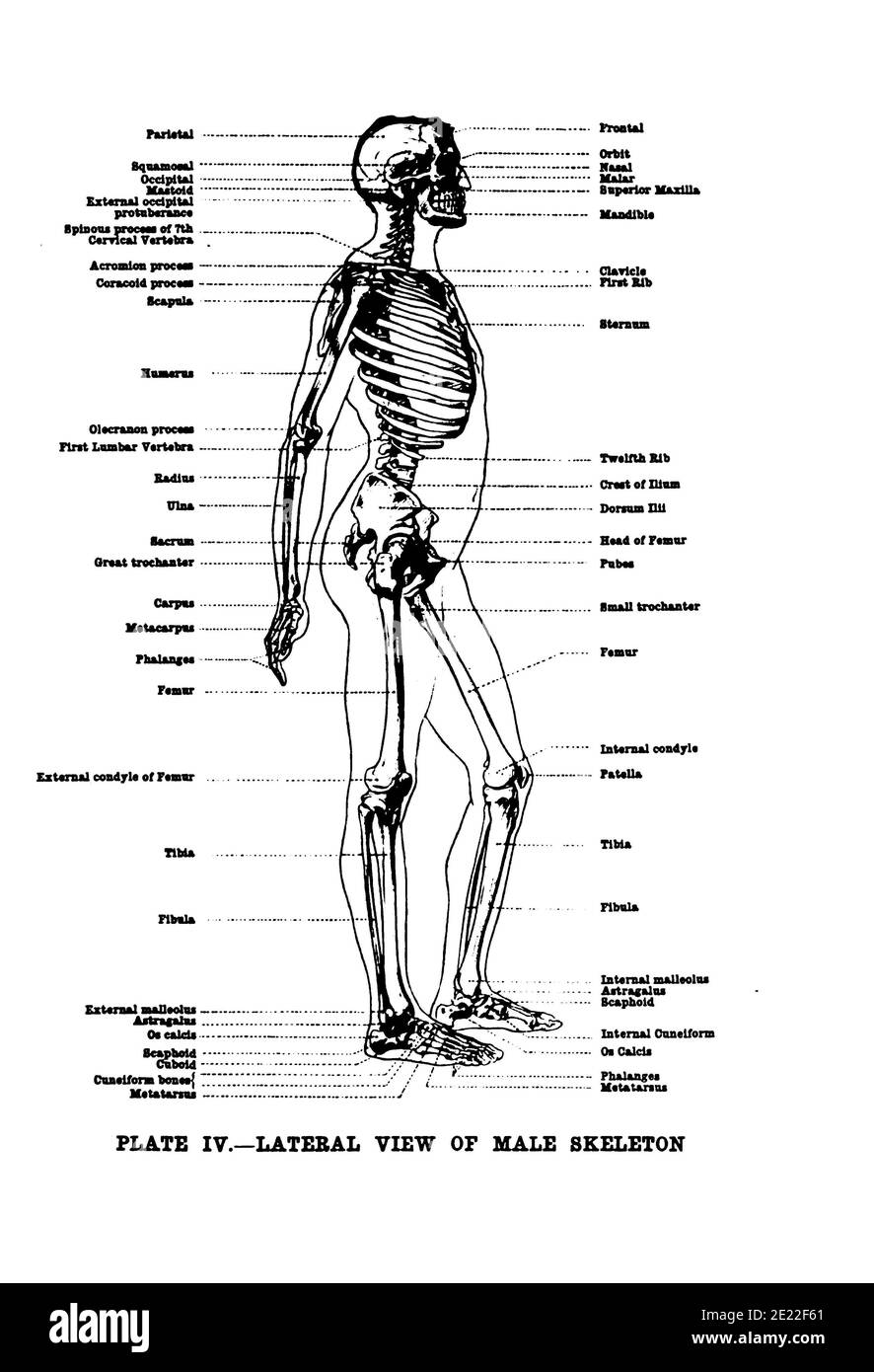 Vertical anatomy drawing and text of the lateral view of a male ...