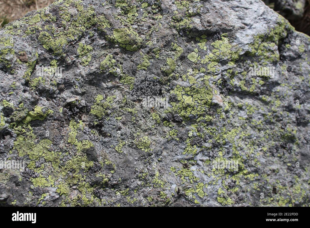 Moss texture hi-res stock photography and images - Alamy