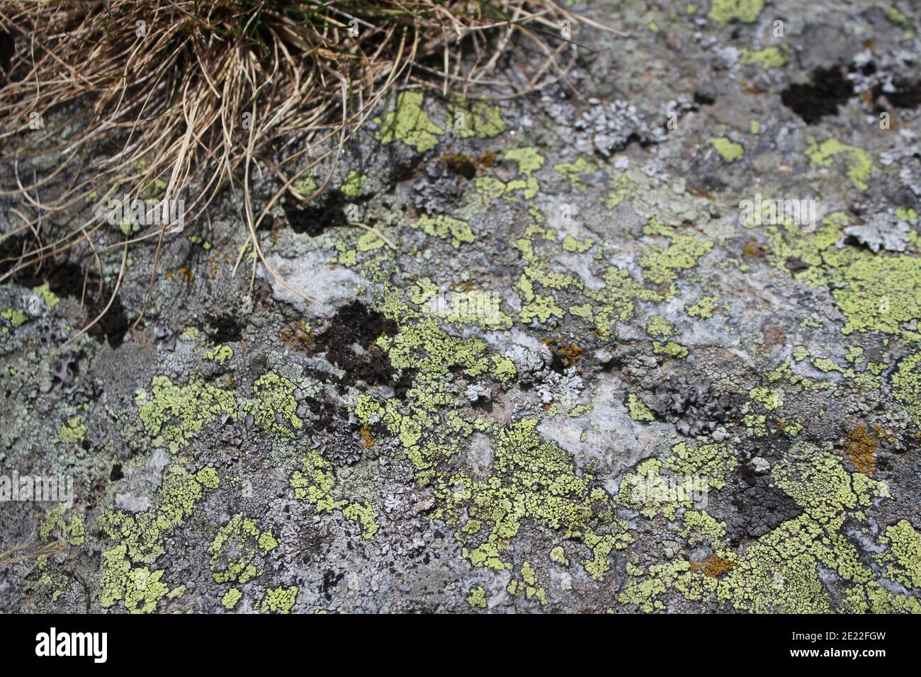 Moss texture hi-res stock photography and images - Alamy