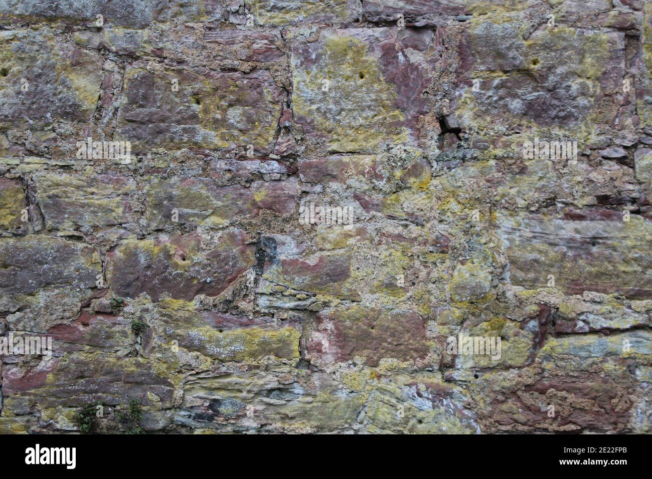 Moss texture hi-res stock photography and images - Alamy