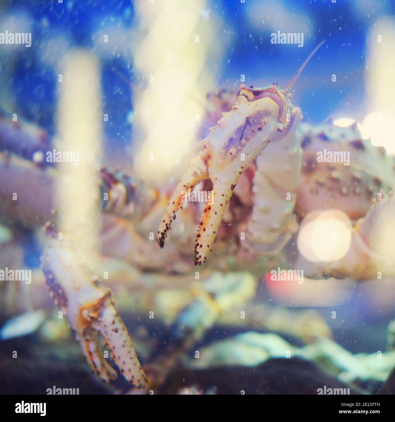 Live crab behind the glass in the aquarium seafood restaurant, claw ...