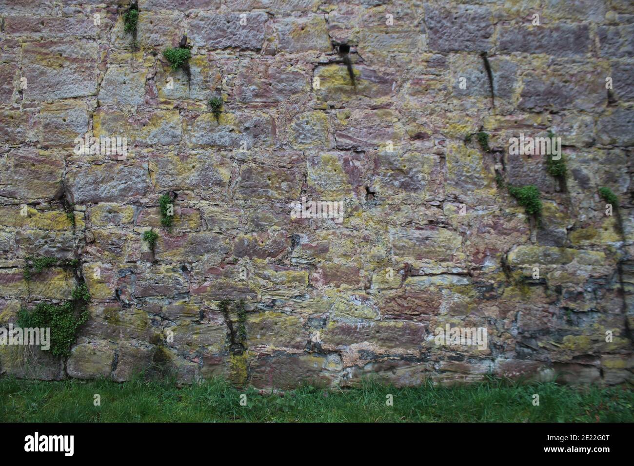 Moss texture hi-res stock photography and images - Alamy