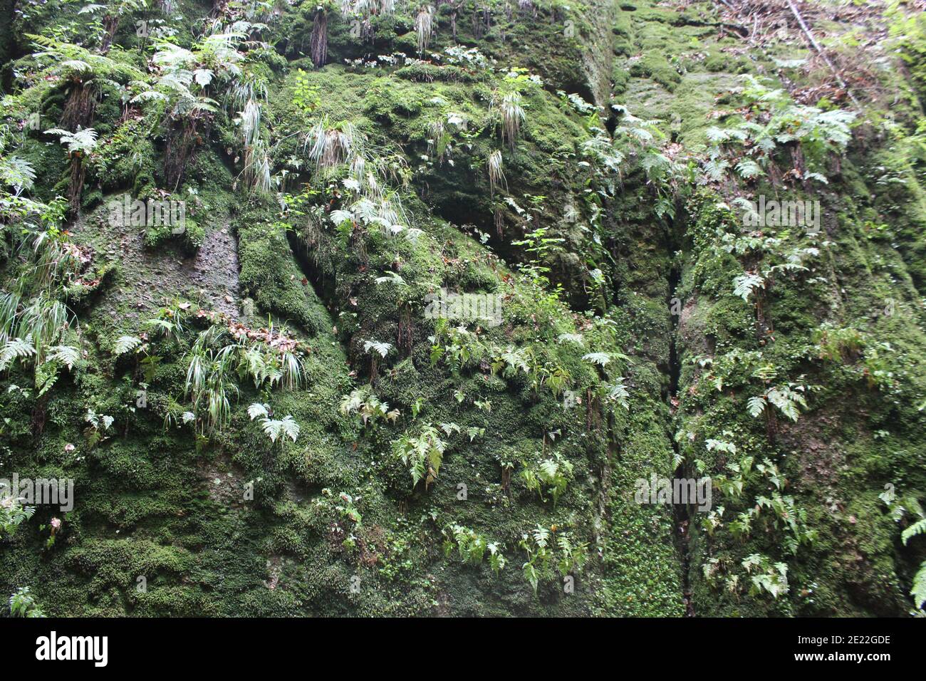Moss rock texture hi-res stock photography and images - Alamy