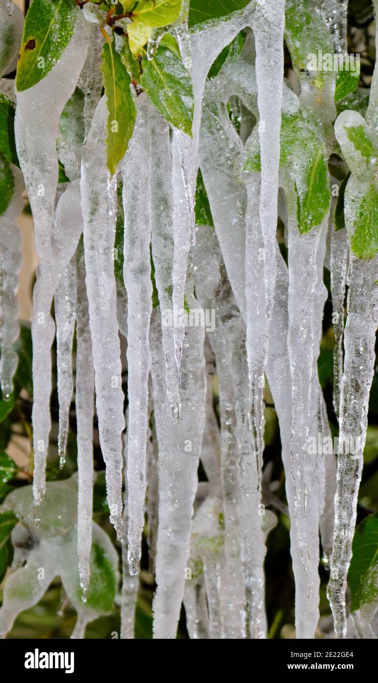 Portrait image of icicles hanging from foliage in tree with copyspace ...