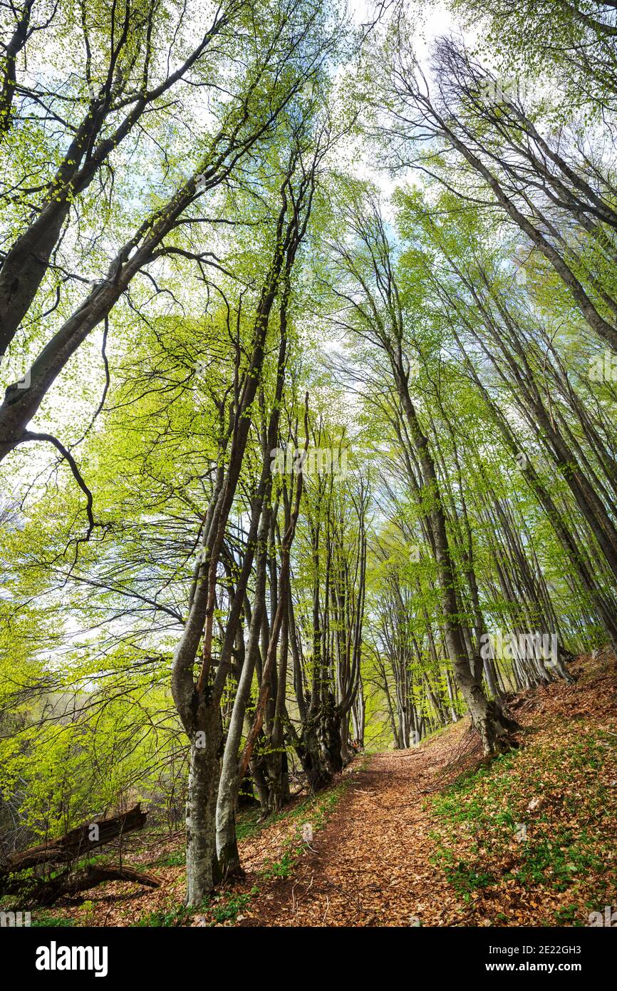 Beautiful woodland landscapes. Spring flowers In the forest Stock Photo ...