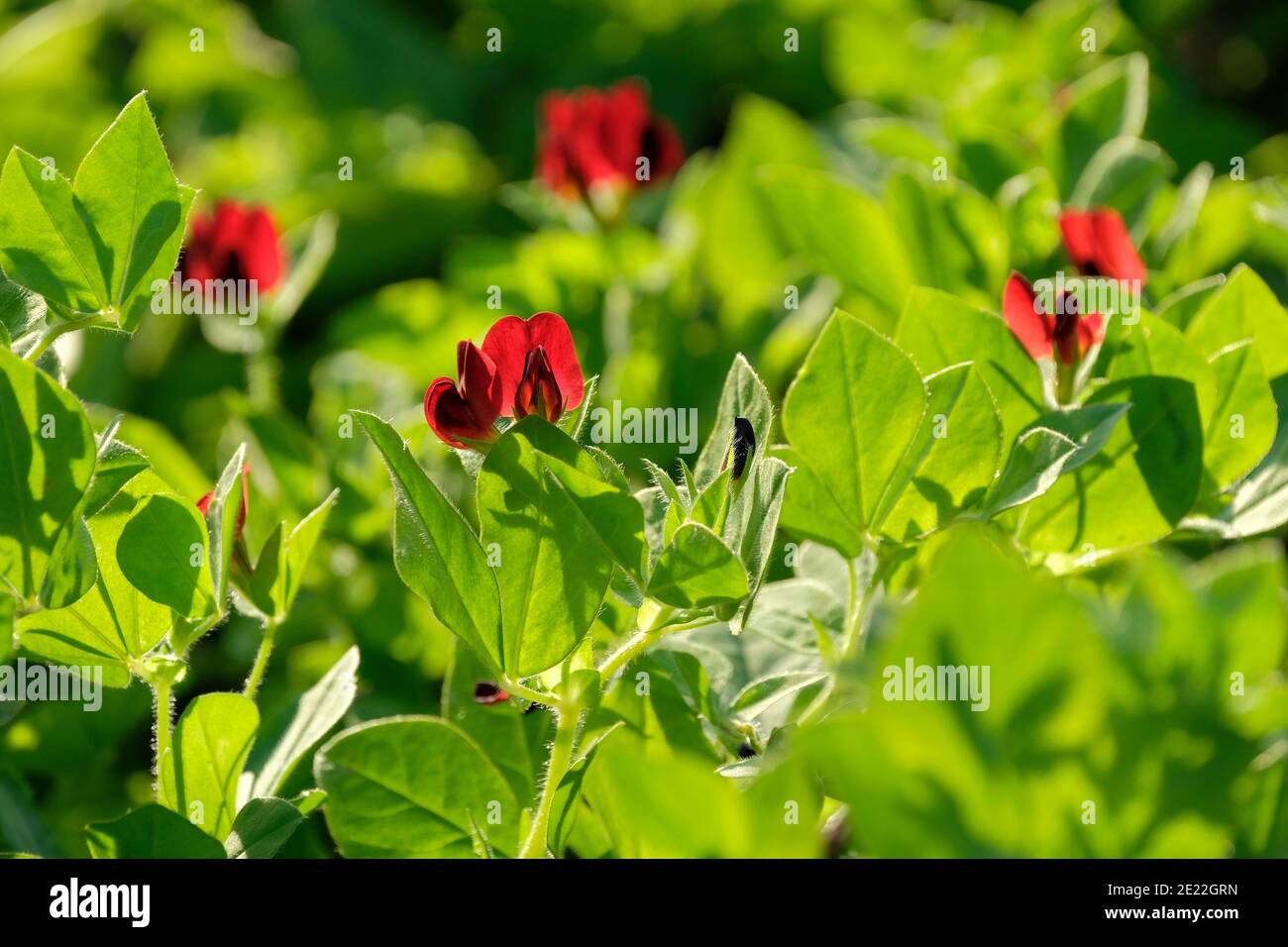 Deep red flowers of asparagus pea, psophocarpus tetragonolobus Stock ...