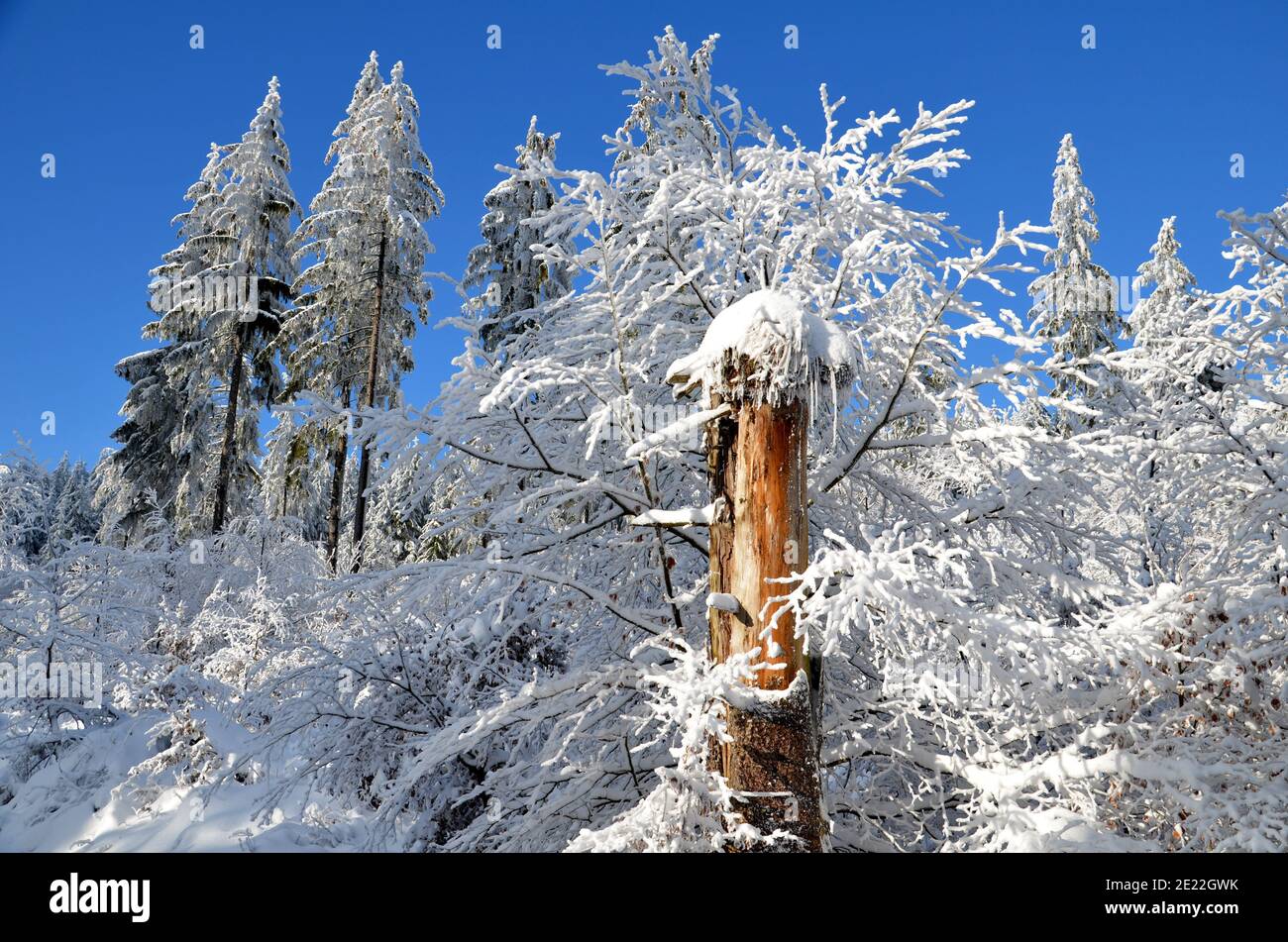 Thuringen wald hi-res stock photography and images - Alamy