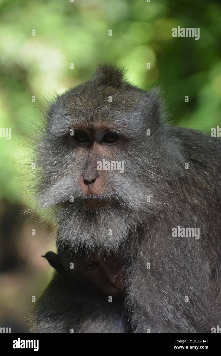 Long-tailed macaque monkeys roam free amongst the balinese Hindu ...