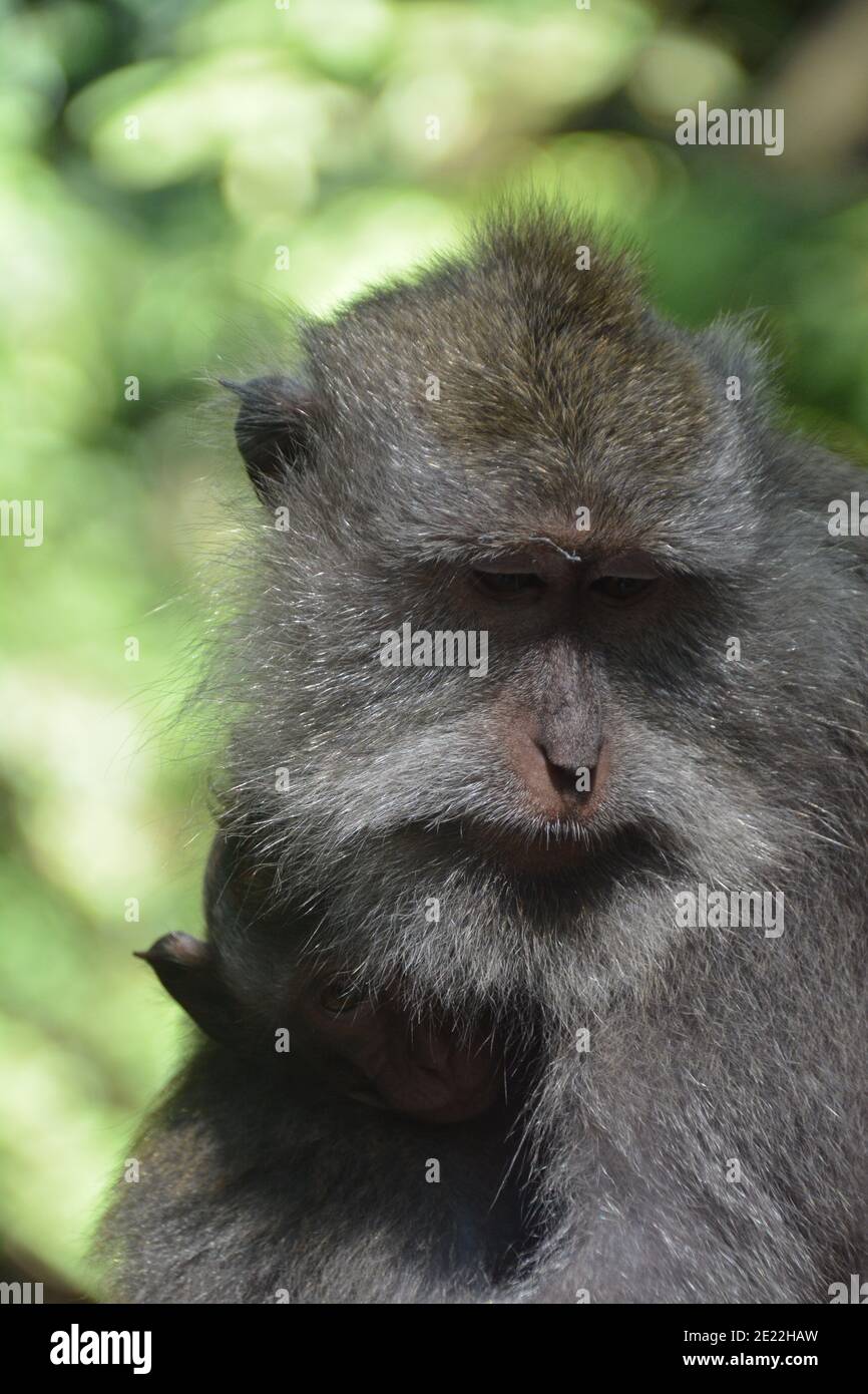 Long-tailed macaque monkeys roam free amongst the balinese Hindu ...