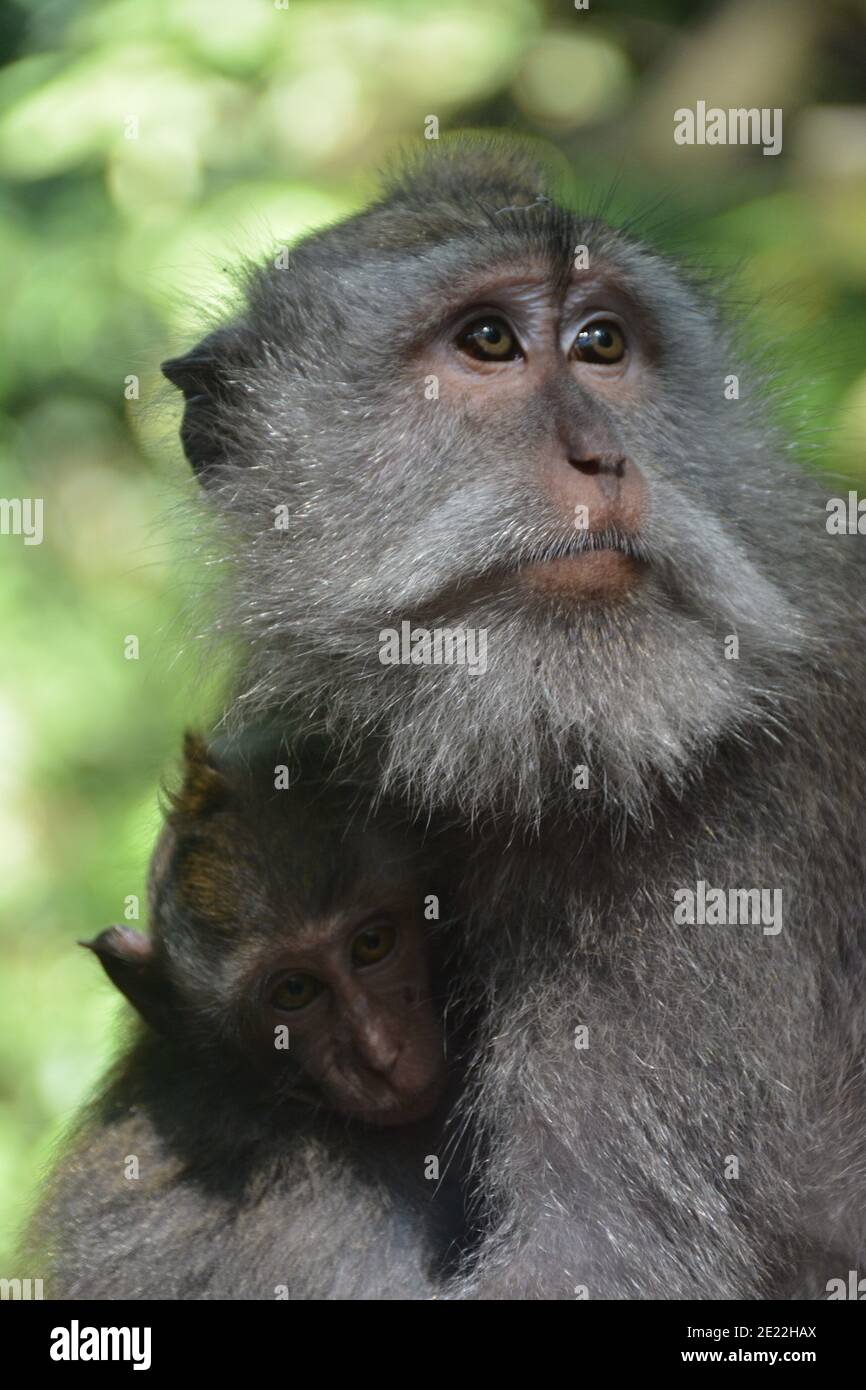 Long-tailed macaque monkeys roam free amongst the balinese Hindu ...
