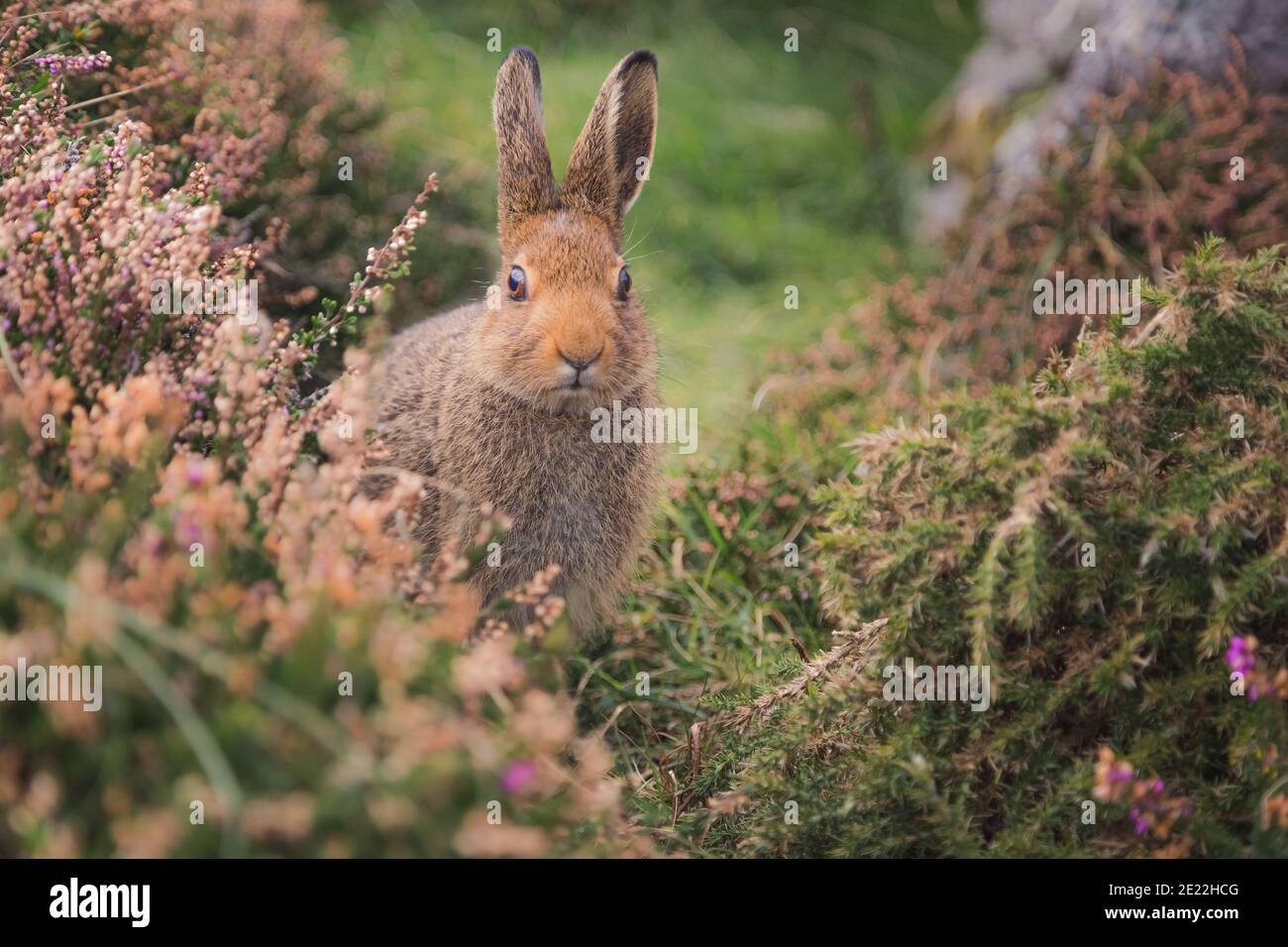 Adorable rabbit cute animal hi-res stock photography and images - Alamy