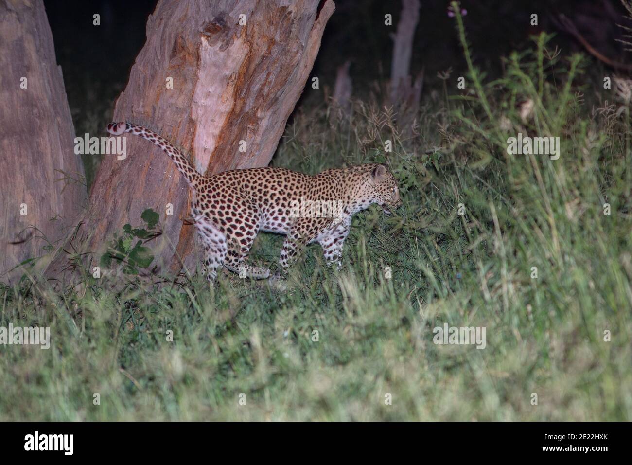 Leopard (Panthera pardus). Nocturnal activity. Squirting urine onto a ...