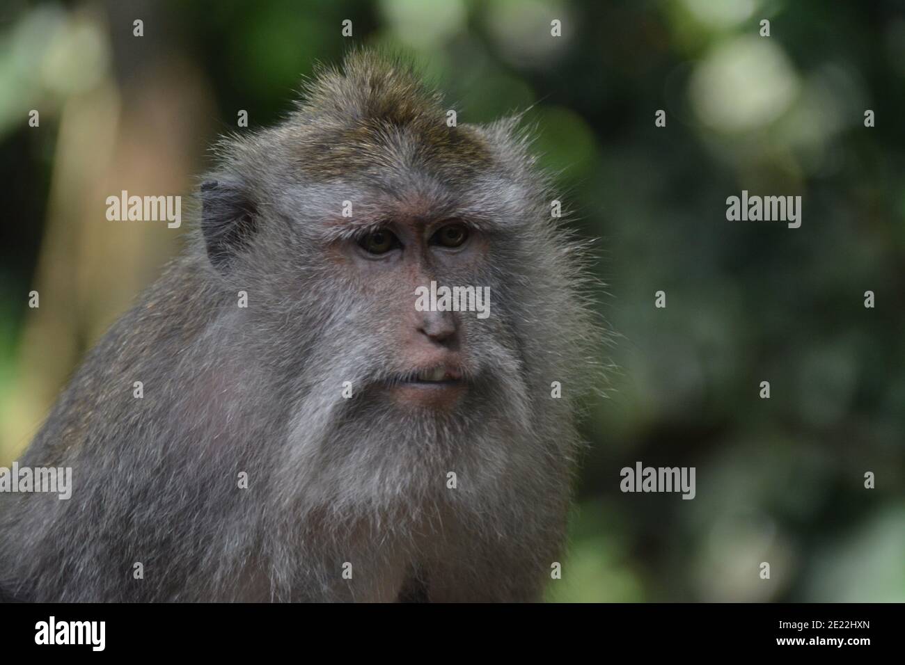 Long-tailed macaque monkeys roam free amongst the balinese Hindu ...