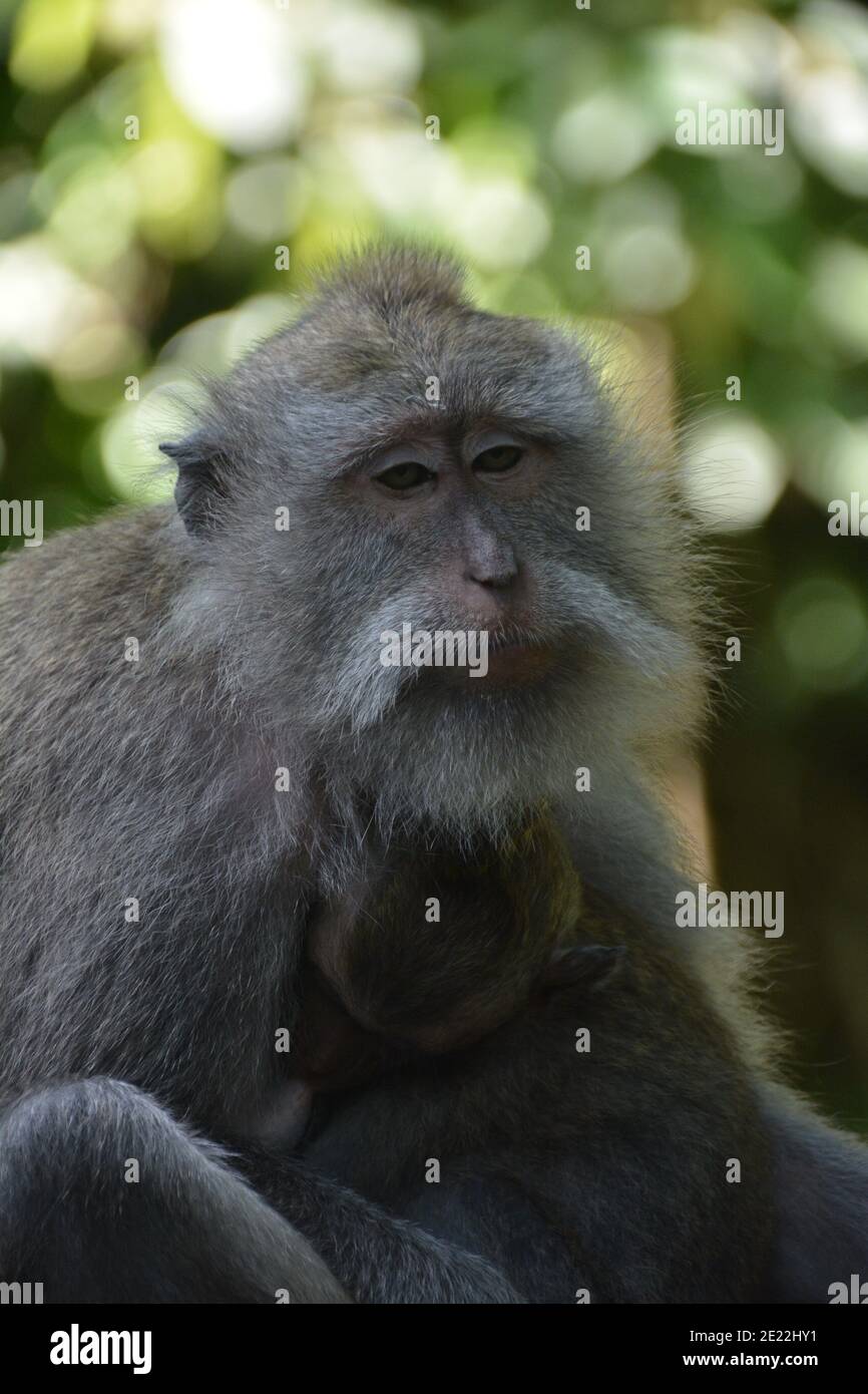 Long-tailed macaque monkeys roam free amongst the balinese Hindu ...
