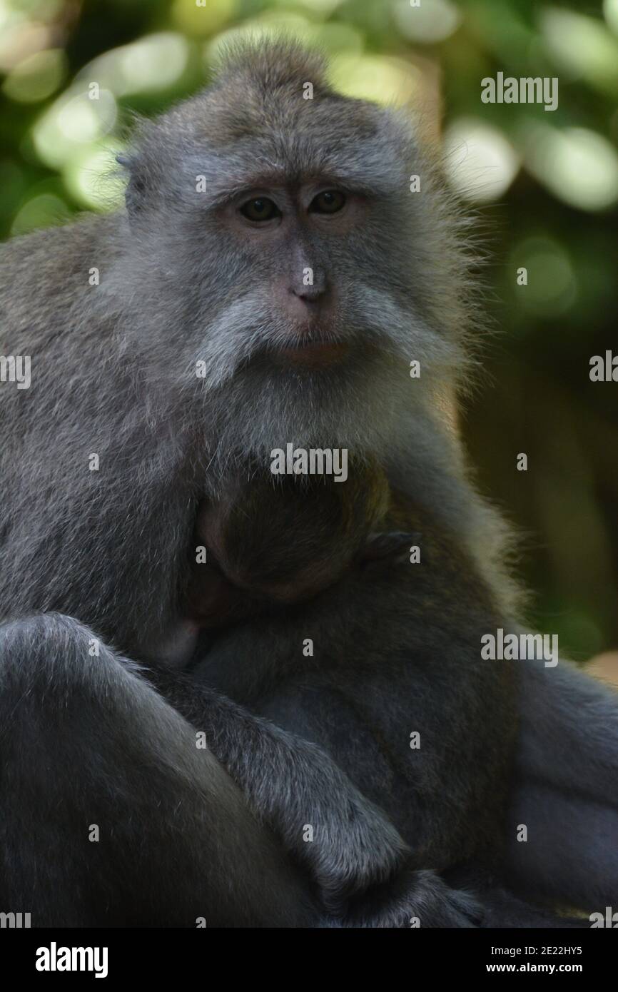 Long-tailed macaque monkeys roam free amongst the balinese Hindu ...