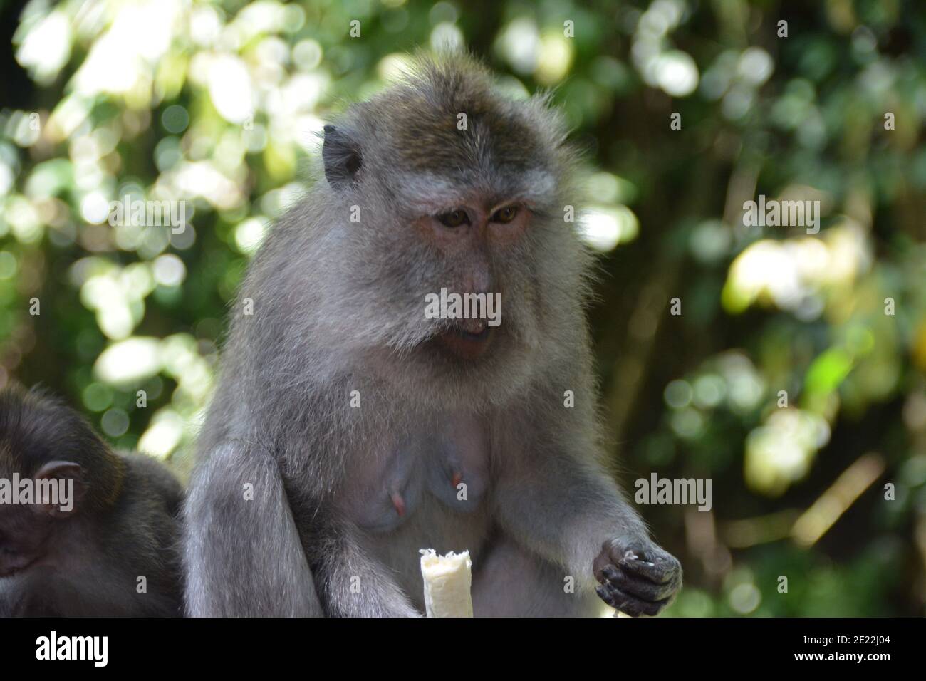 Long-tailed macaque monkeys roam free amongst the balinese Hindu ...