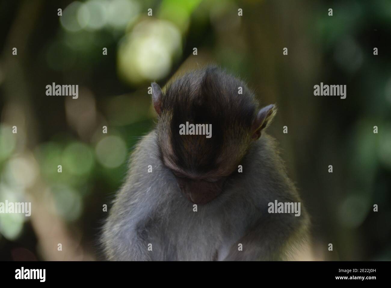 Long-tailed macaque monkeys roam free amongst the balinese Hindu ...