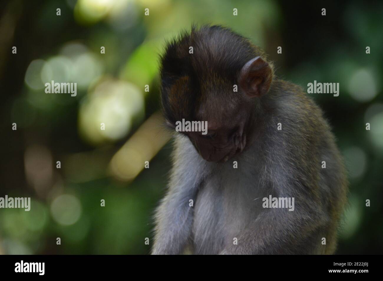 Long-tailed macaque monkeys roam free amongst the balinese Hindu ...