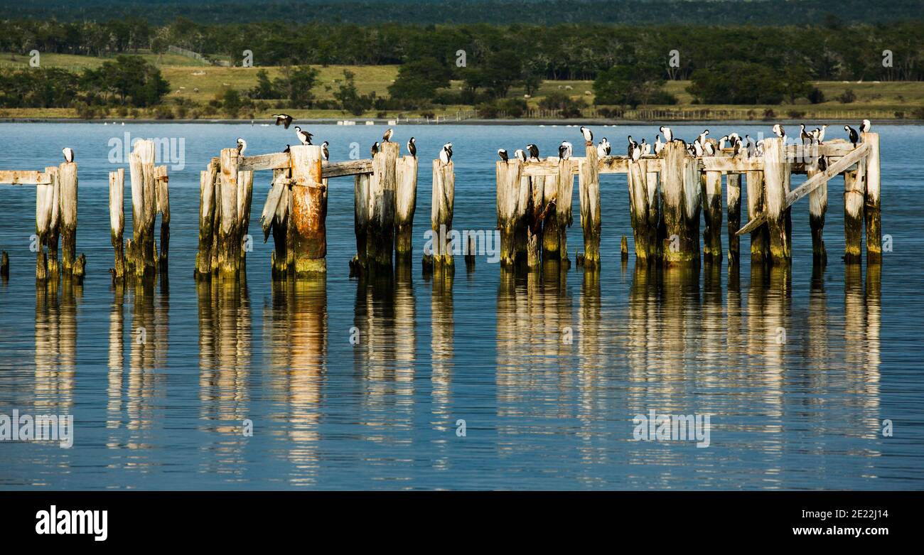 Magellanic cormorants known as rock shags (phalacrocorax magellanicus ...