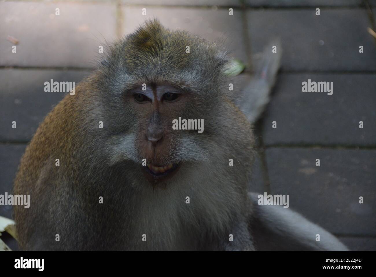 Long-tailed macaque monkeys roam free amongst the balinese Hindu ...
