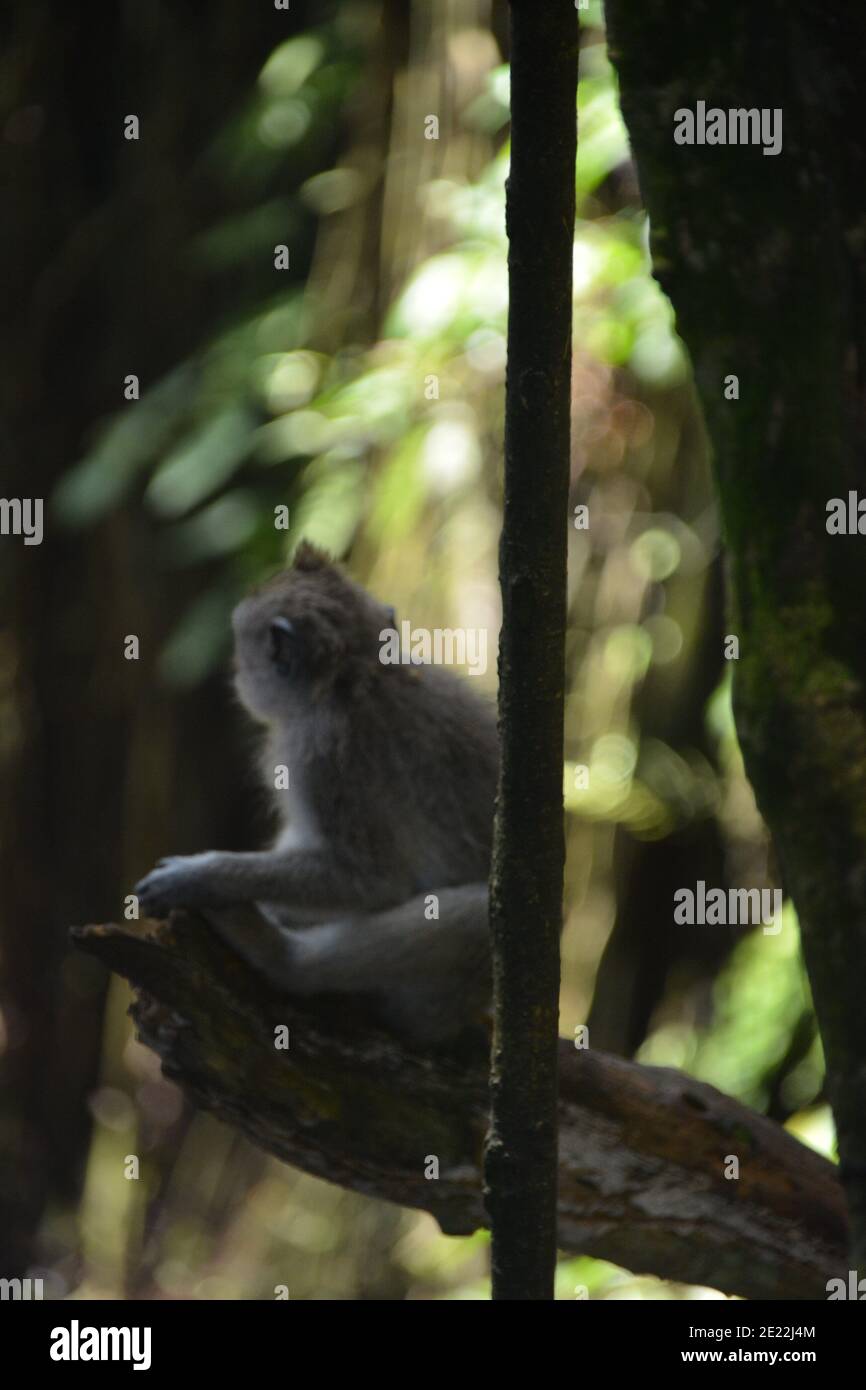 Long-tailed macaque monkeys roam free amongst the balinese Hindu ...