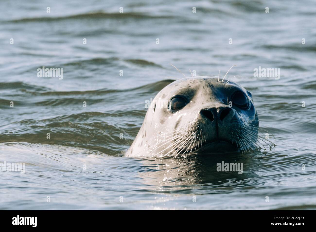 Harbor Seal Swimming