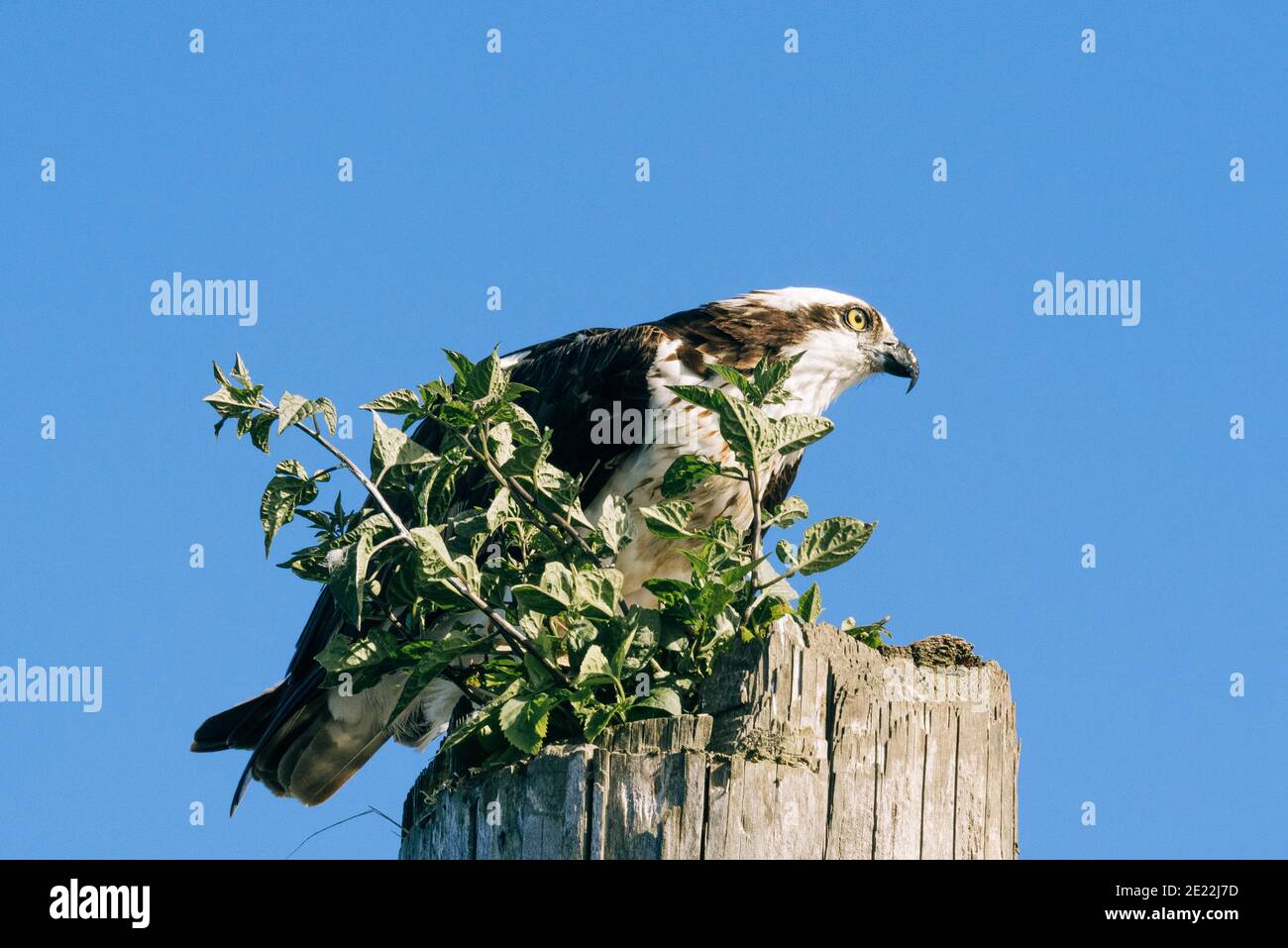 Side view of an osprey perched. on a post in Puget Sound Stock Photo ...