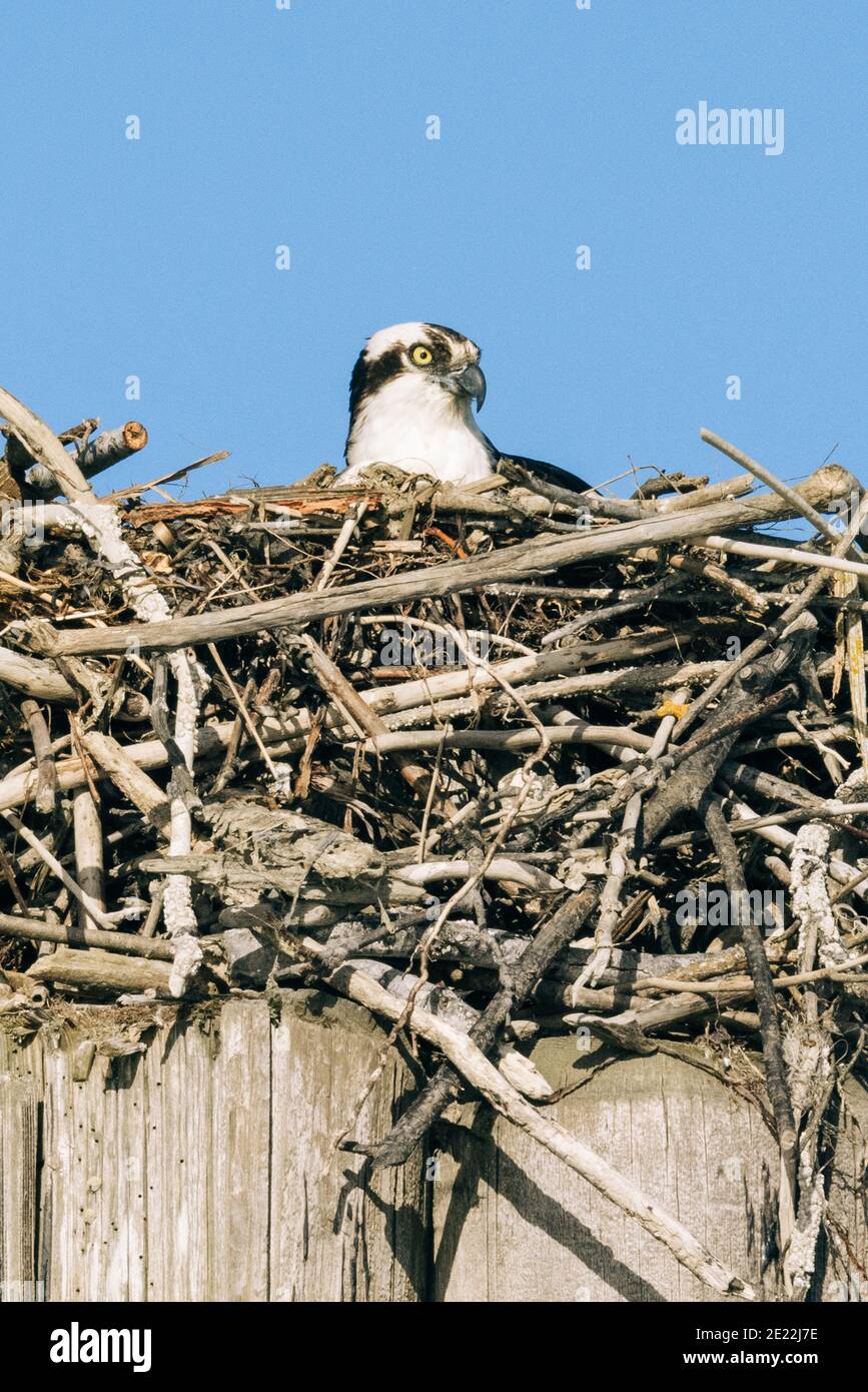Closeup view of an osprey sitting in a large nest in Puget Sound Stock ...