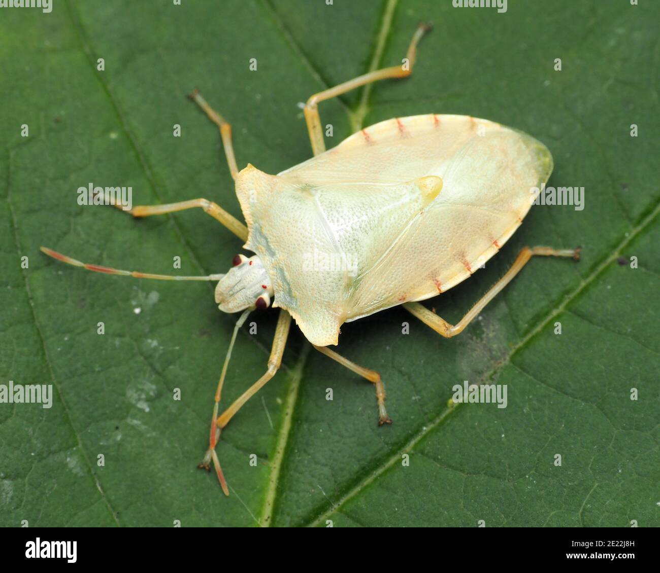 Dorsal view of teneral Forest Shieldbug (Pentatoma rufipes). Tipperary ...