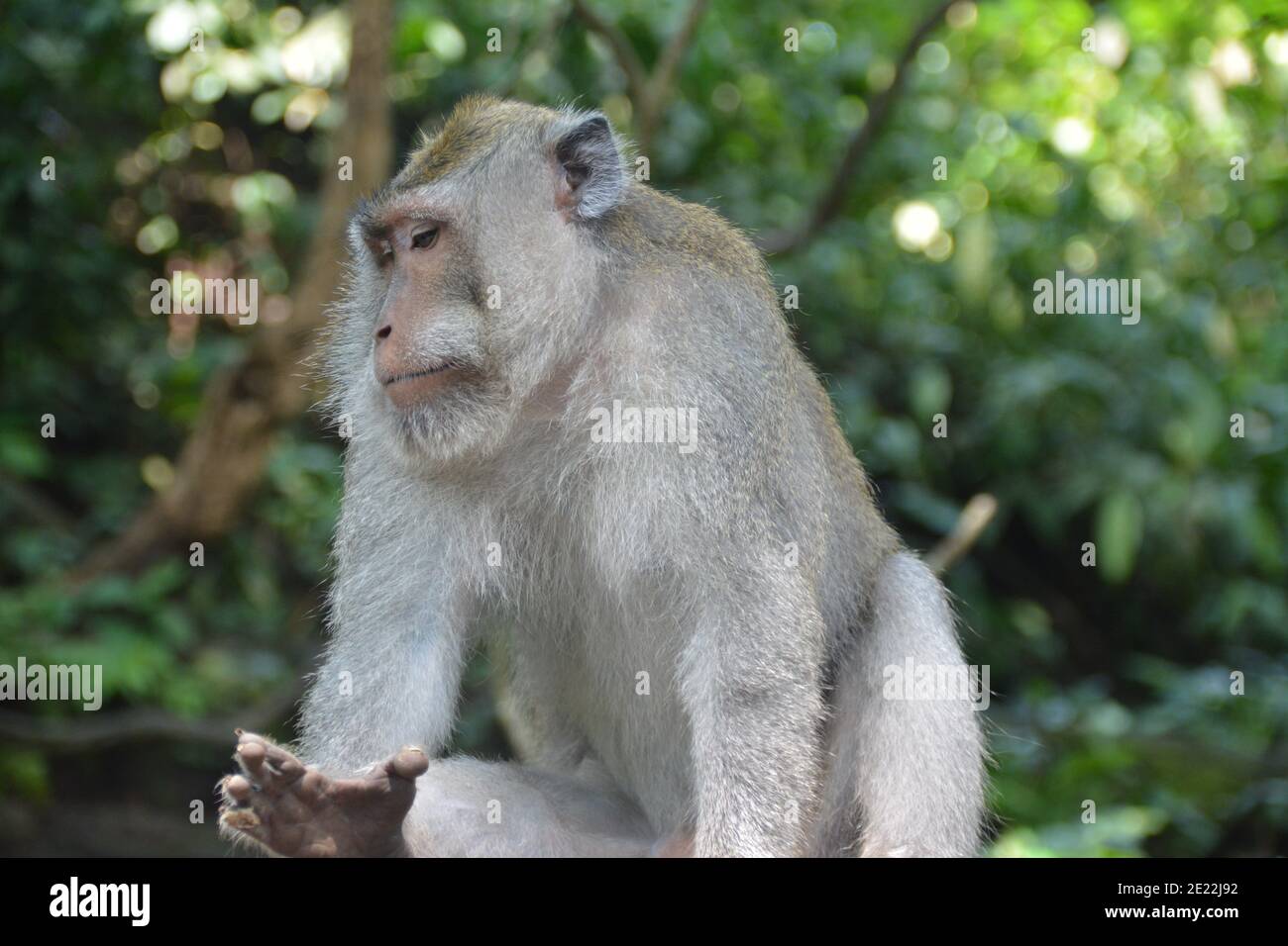 Long-tailed macaque monkeys roam free amongst the balinese Hindu ...