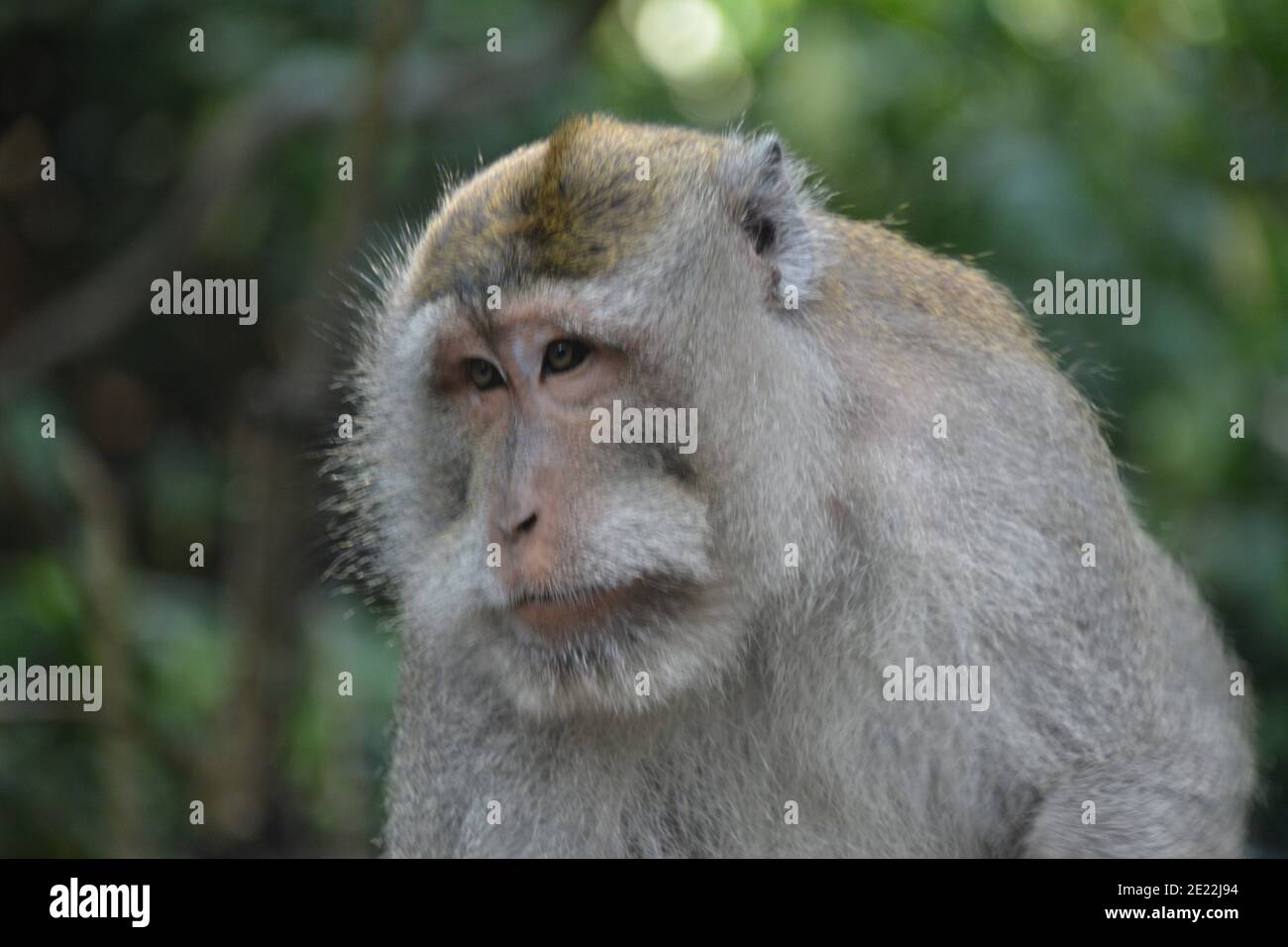 Long-tailed macaque monkeys roam free amongst the balinese Hindu ...