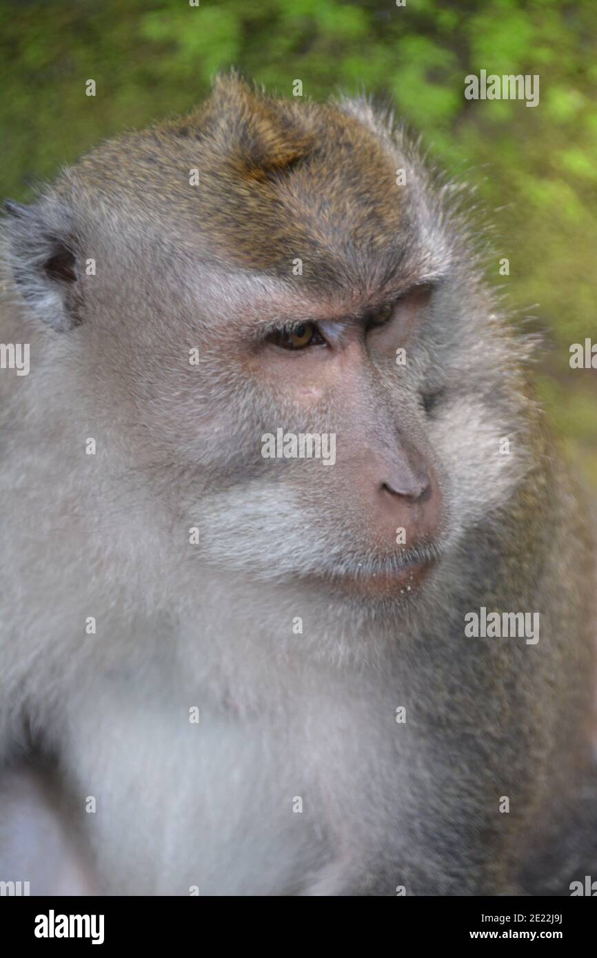Long-tailed macaque monkeys roam free amongst the balinese Hindu ...