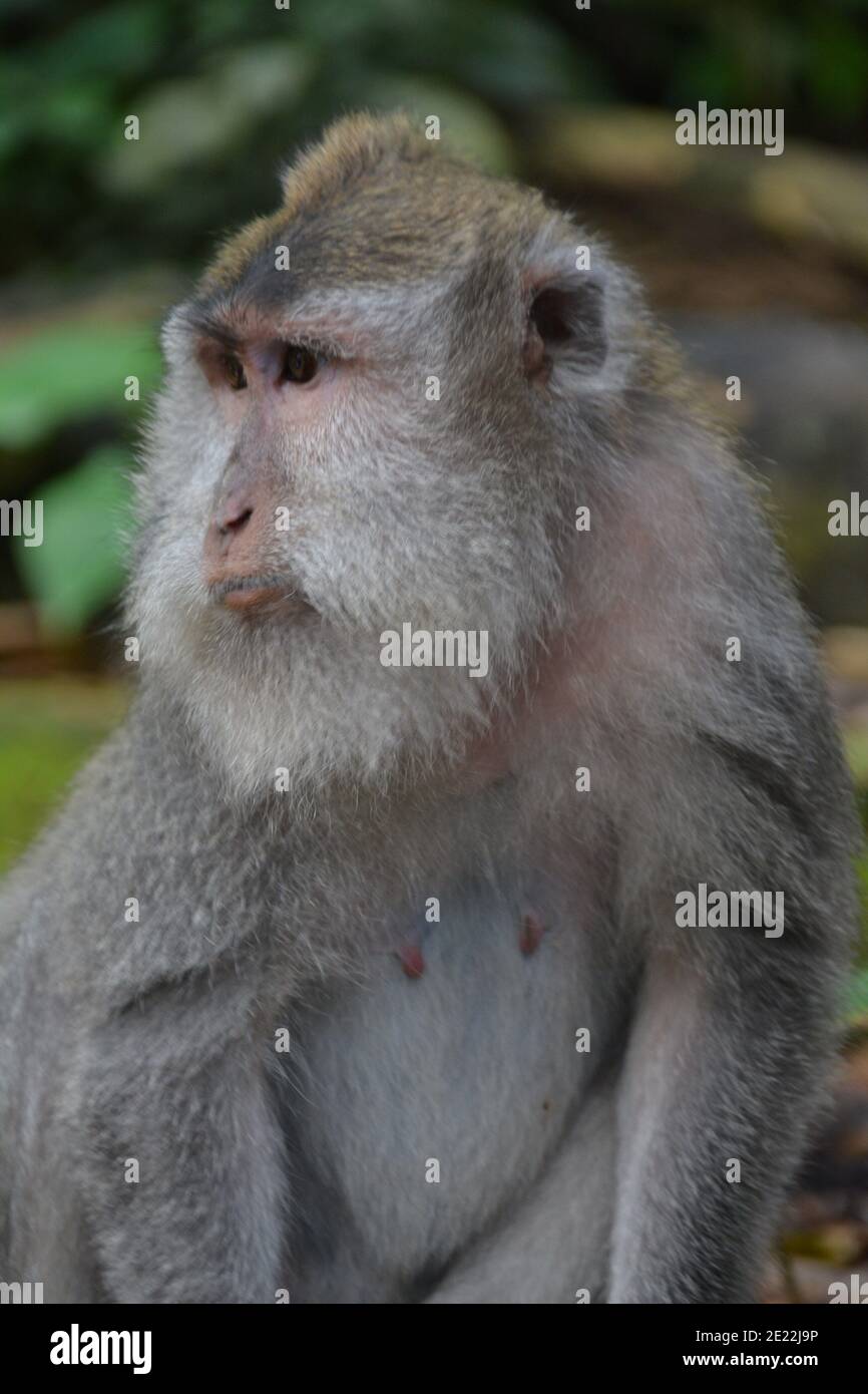 Long-tailed macaque monkeys roam free amongst the balinese Hindu ...