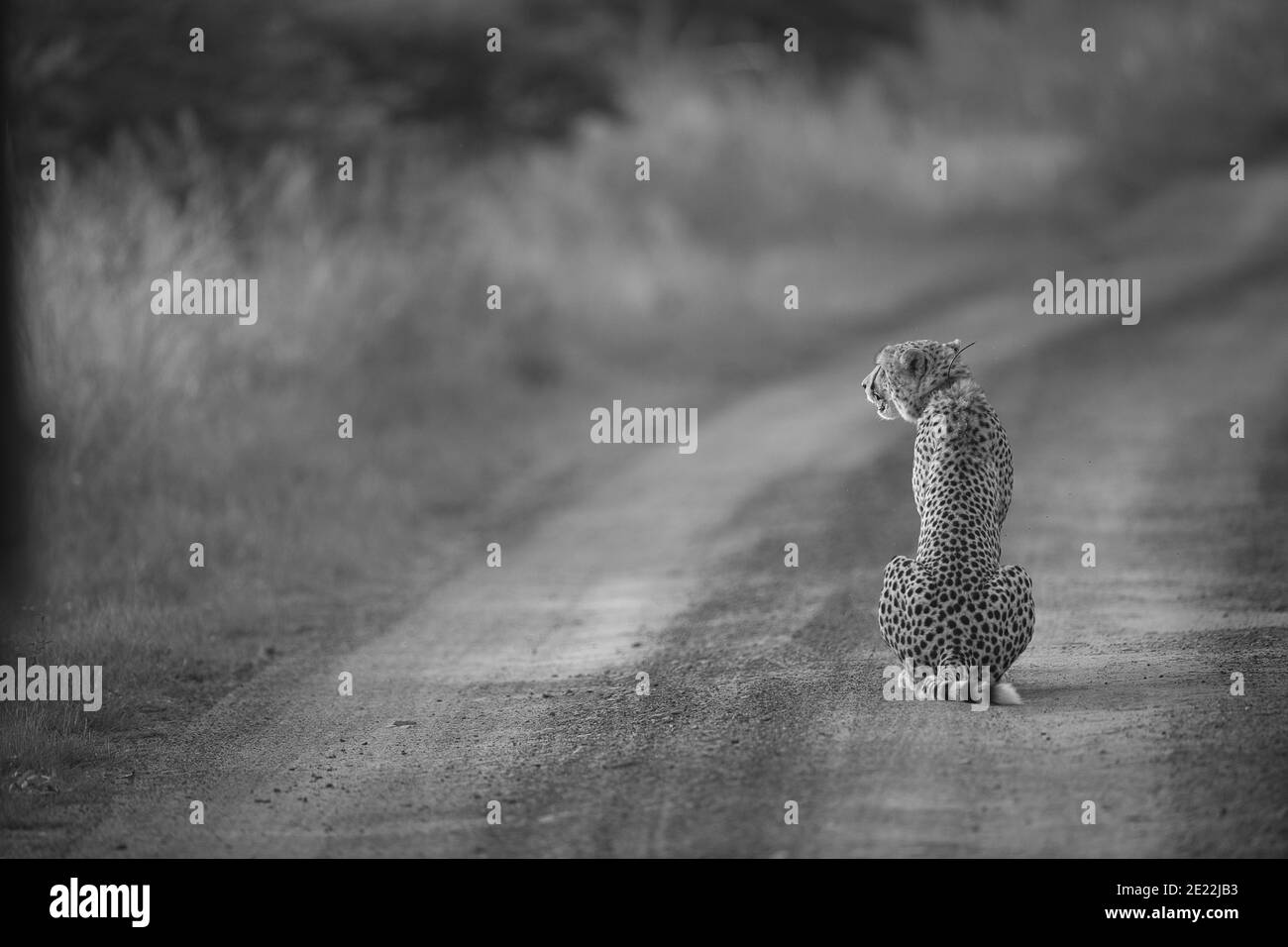 Greyscale back viewof a leopard in the wilderness Stock Photo - Alamy