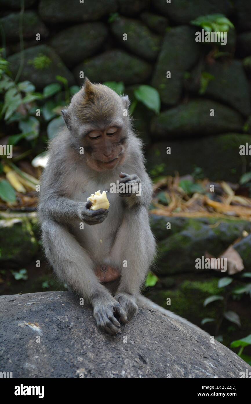 A wild macaque monkey in the peeling and eating a small bunch of ripe ...