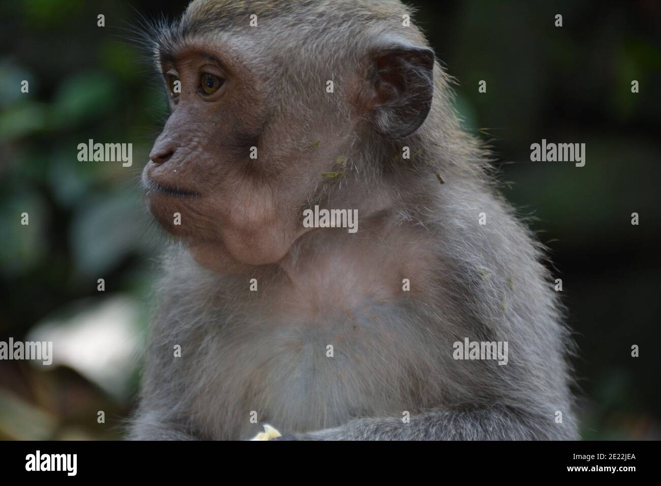 Long-tailed macaque monkeys roam free amongst the balinese Hindu ...
